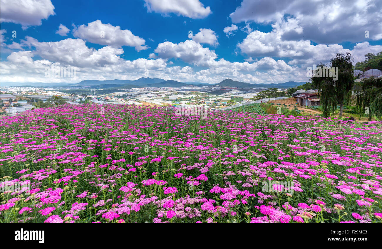 Flower gardens on the plateau of Dalat Stock Photo - Alamy