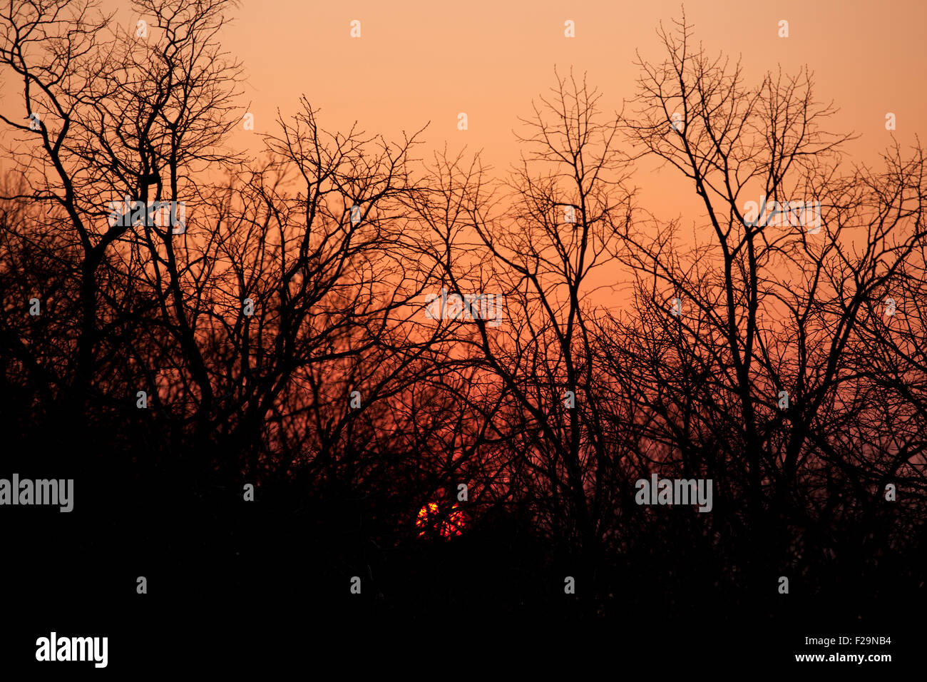 Red sun seen through hi-res stock photography and images - Alamy