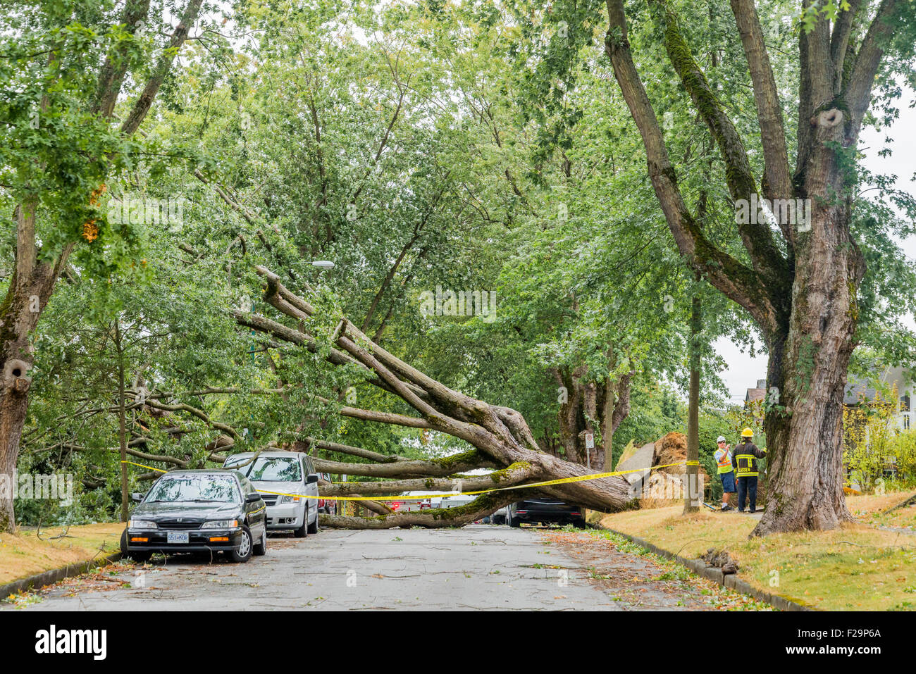 Powerful storm winds knock over trees and cause widespread power ...