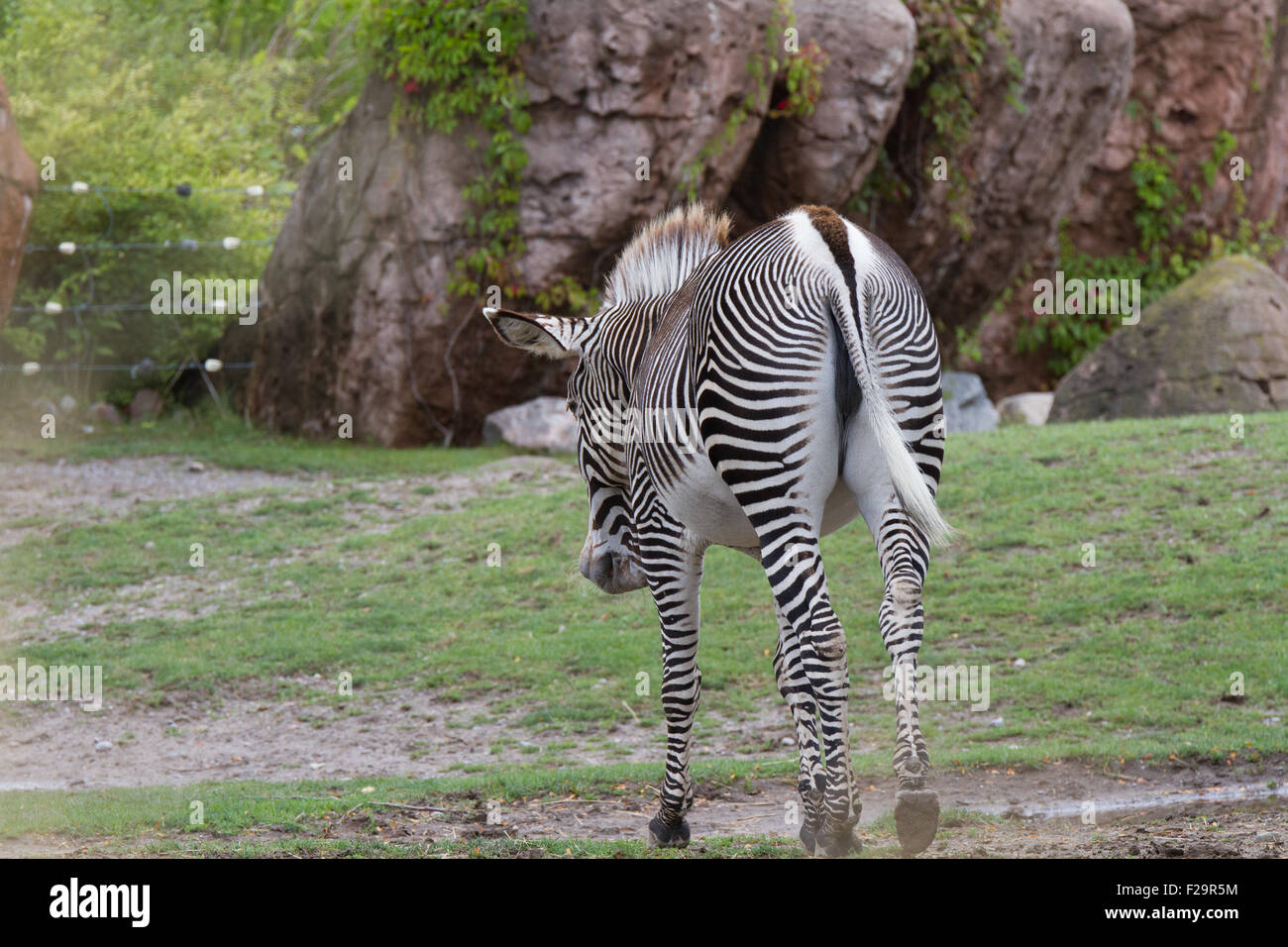 zebra butt rear Stock Photo - Alamy