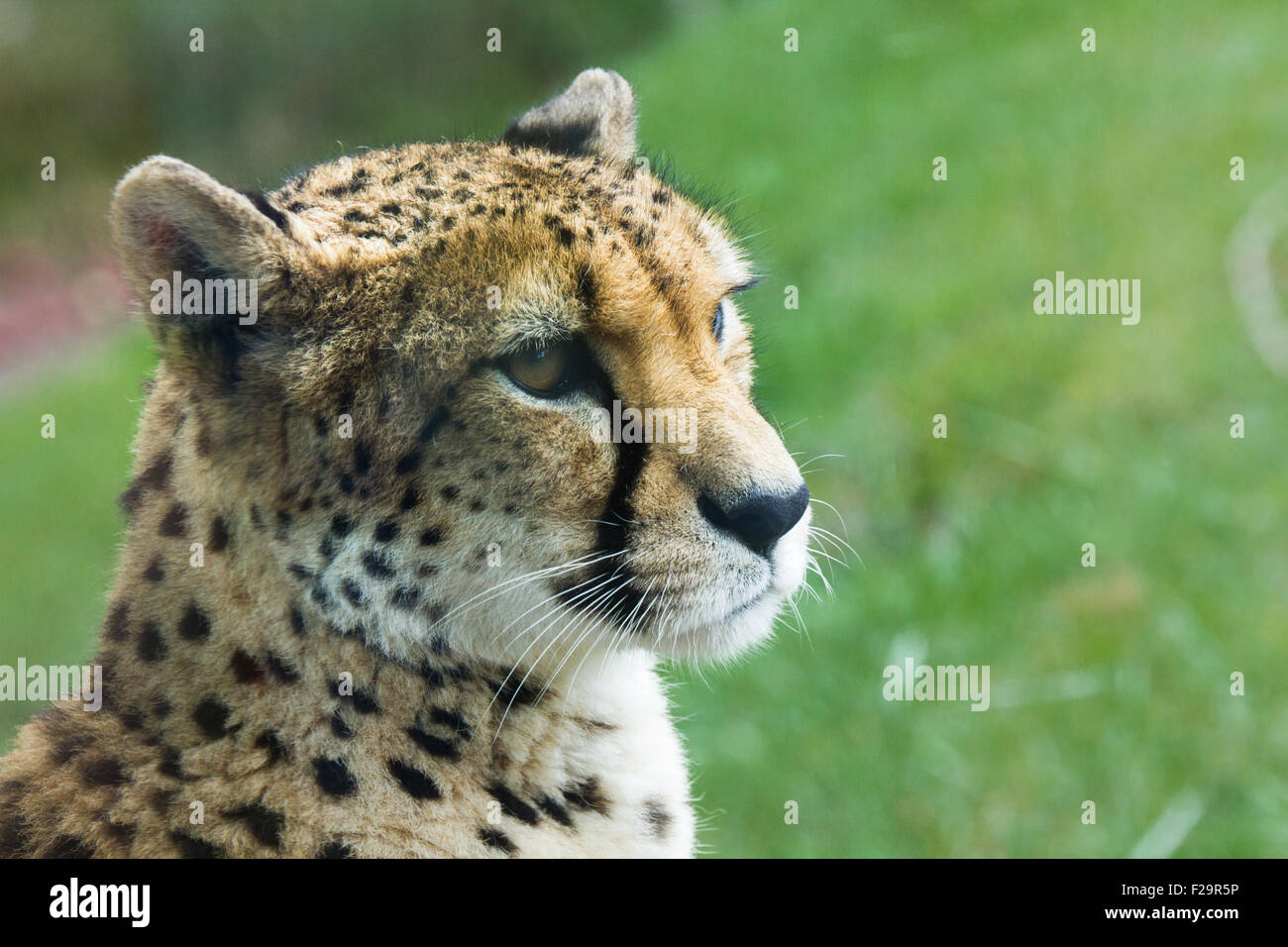 Cheetah closeup head Stock Photo - Alamy