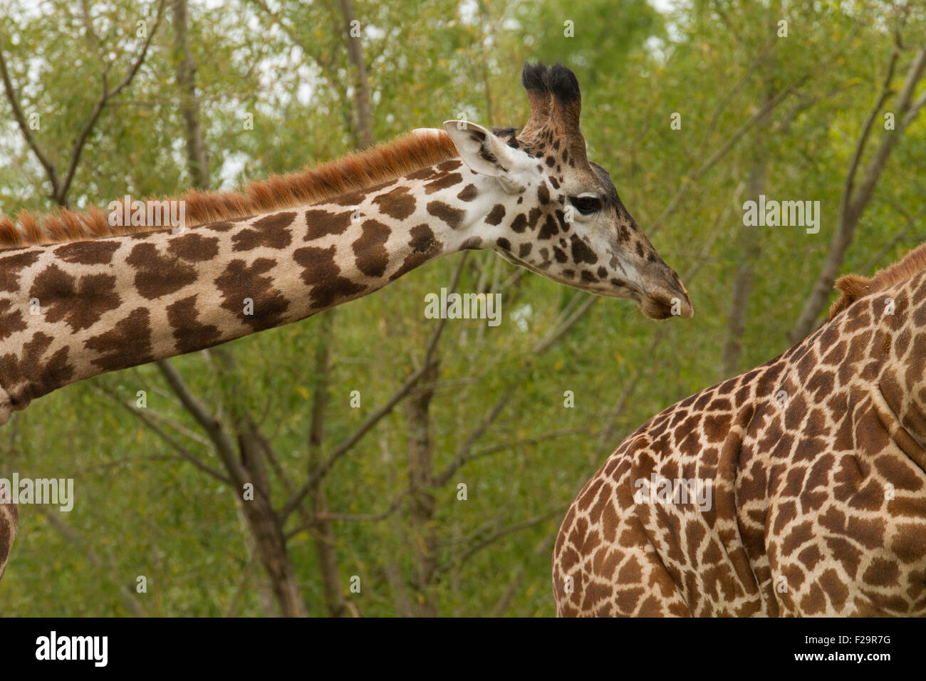 Neck giraffe hi-res stock photography and images - Alamy