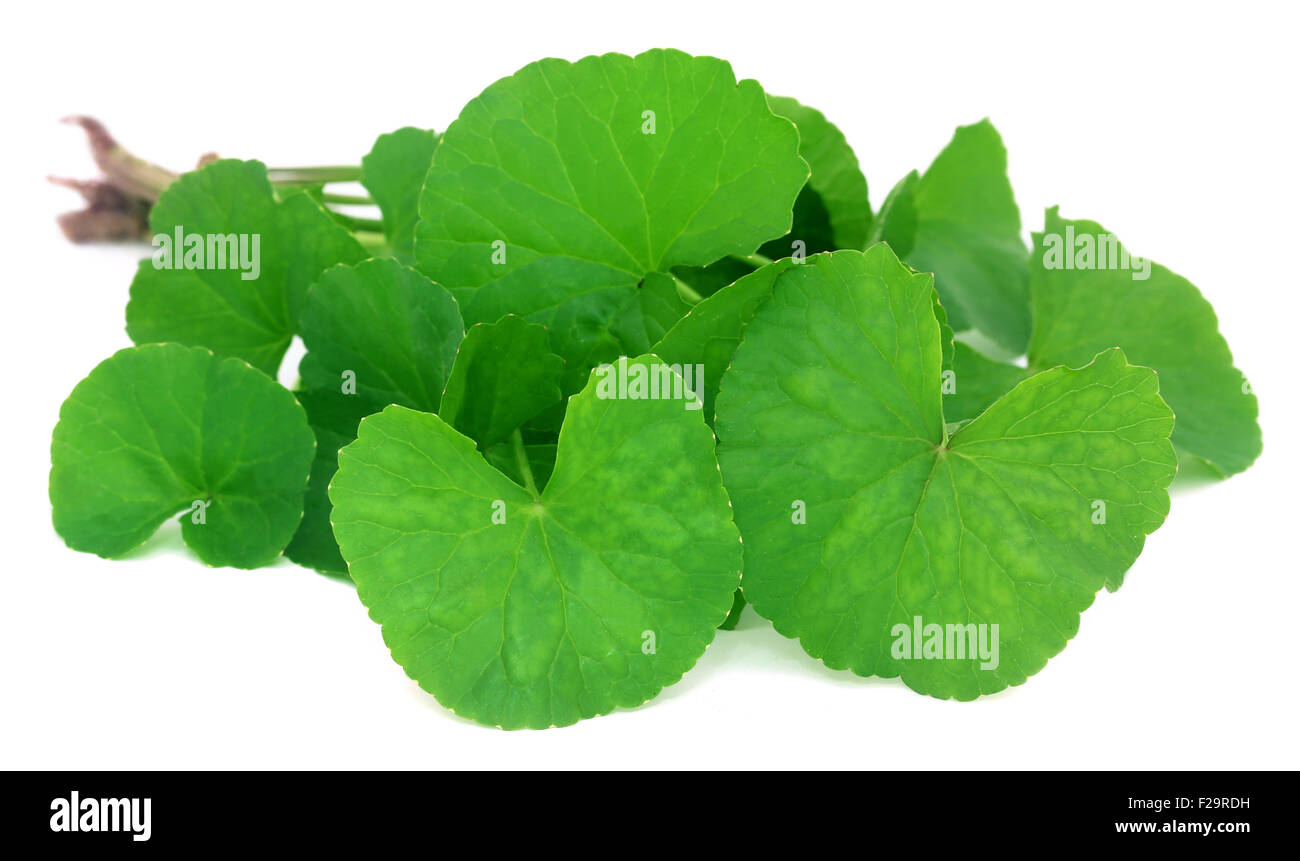 Medicinal thankuni leaves of Indian subcontinent Stock Photo - Alamy