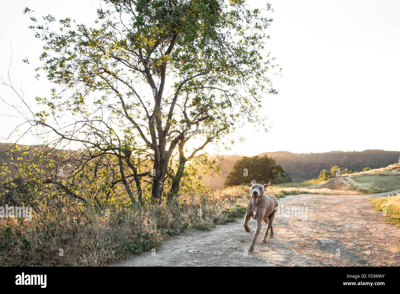 Weimaraner dog running on dirt trail next to large lone tree back lit ...