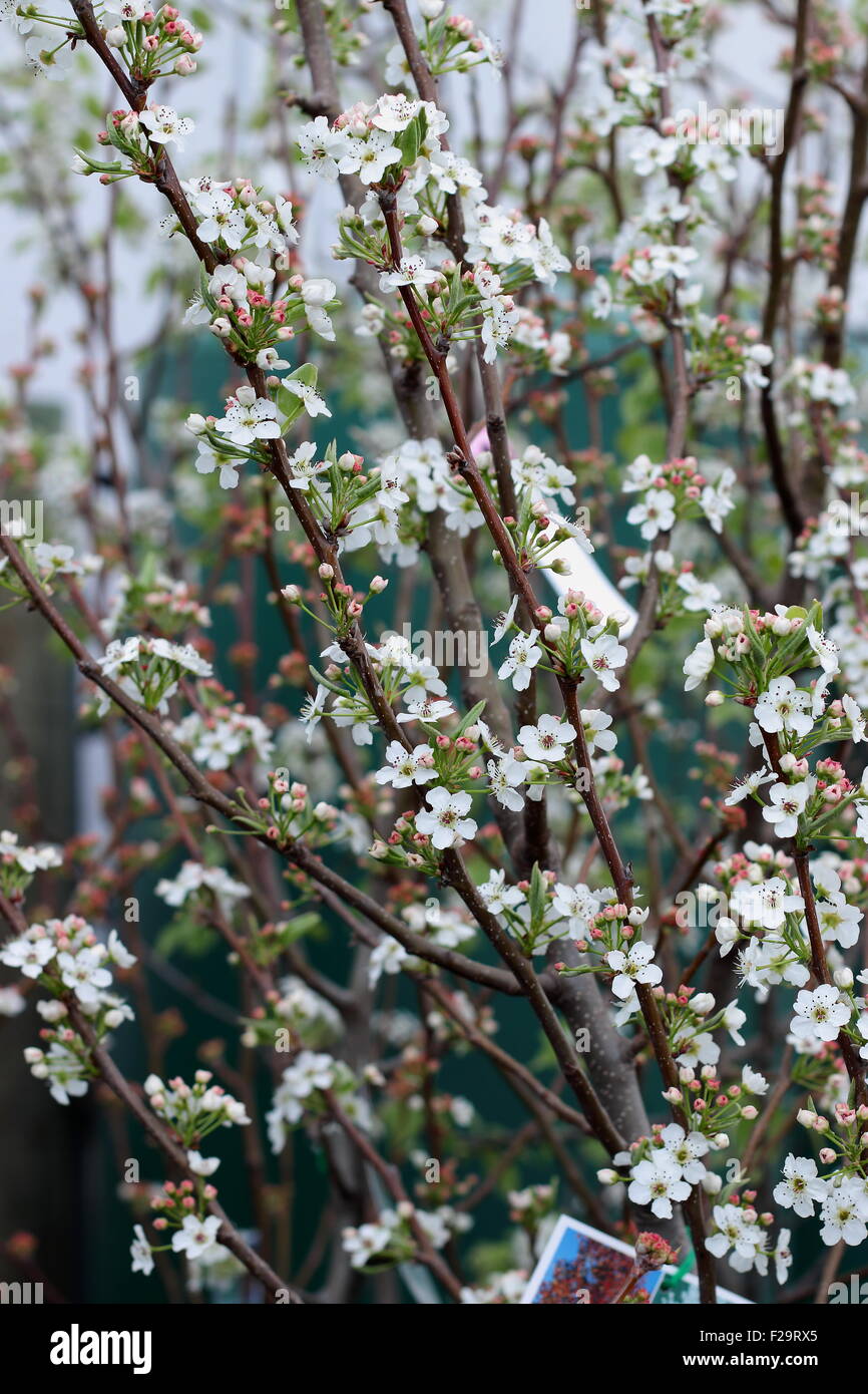 Flowering cherry australia hi-res stock photography and images - Alamy