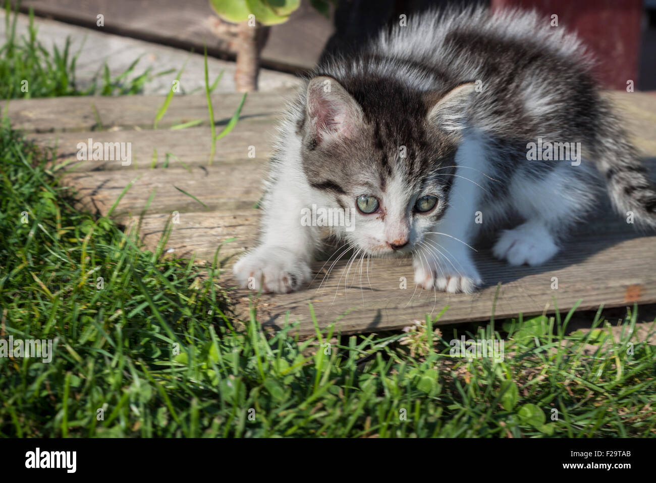 a horizontal view of a little cat ready to hunt or attack Stock Photo ...
