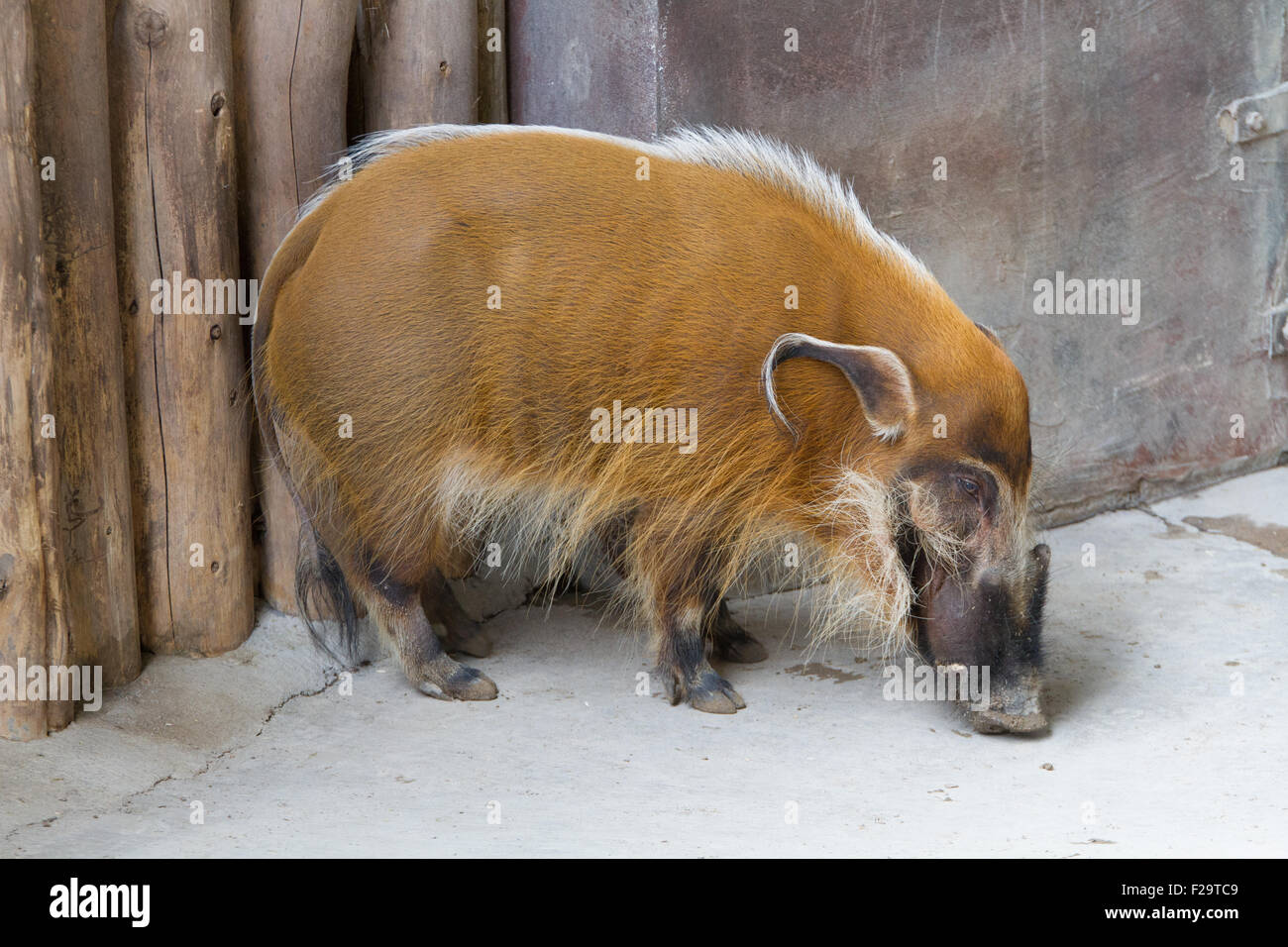 red river hog "bush pig Stock Photo - Alamy