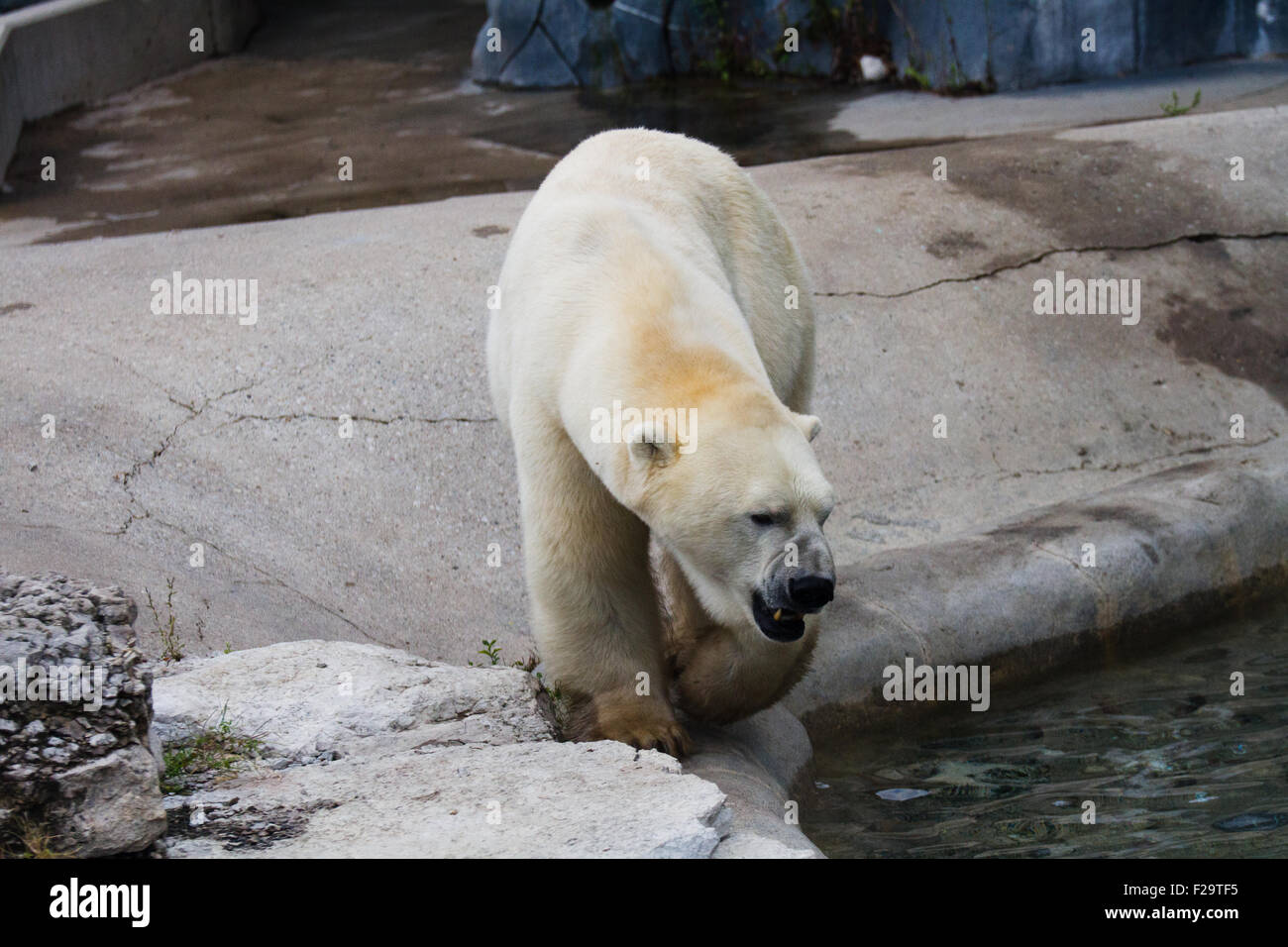 polar bear Toronto zoo Stock Photo - Alamy