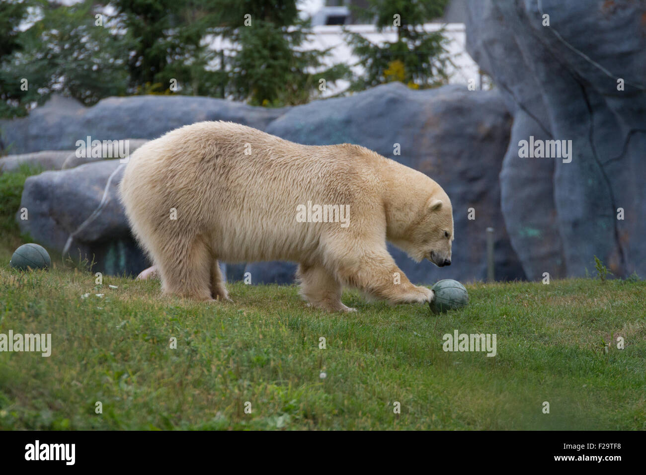 Toronto zoo polar bear playing grass outdoor Stock Photo - Alamy
