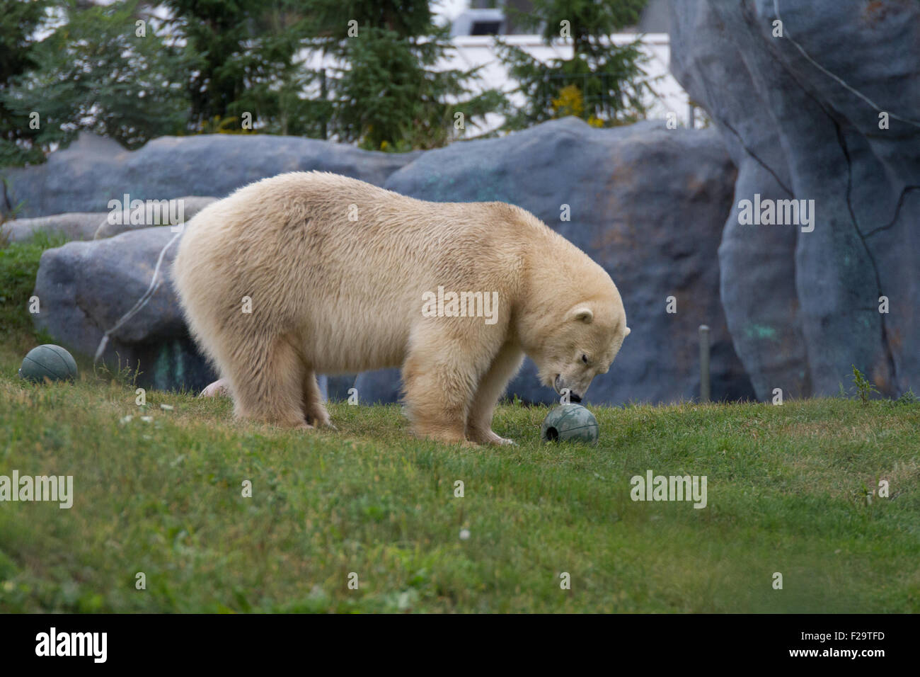 polar bear outdoor grass zoo Stock Photo - Alamy