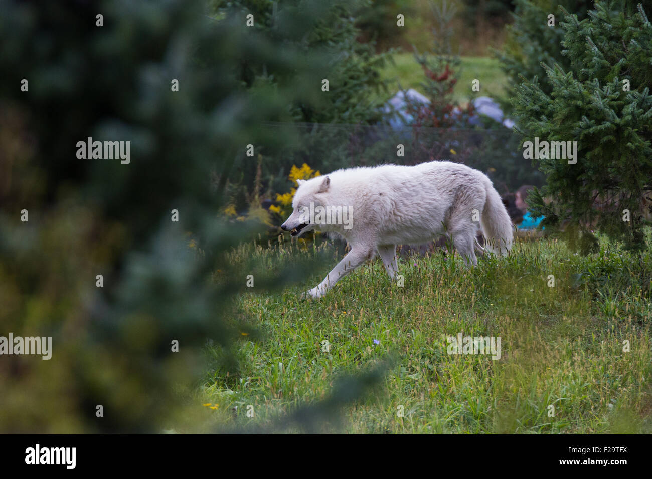 Arctic wolf grass field hi-res stock photography and images - Alamy