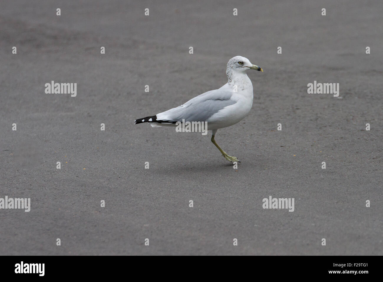 seagull missing one leg walking Stock Photo - Alamy