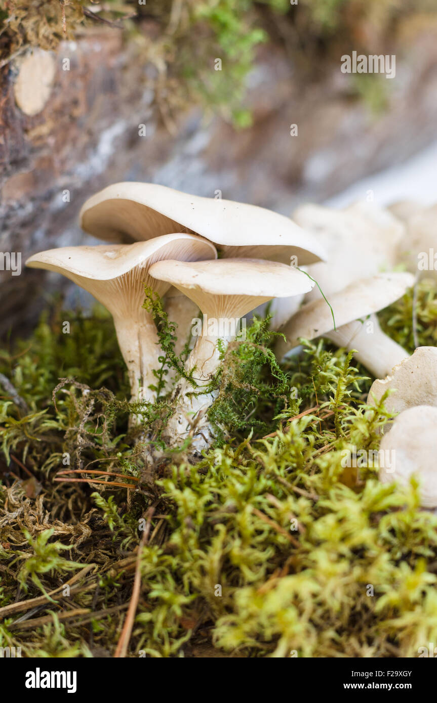 Group of miller or sweetbread mushrooms (Clitopilus prunulus Stock ...