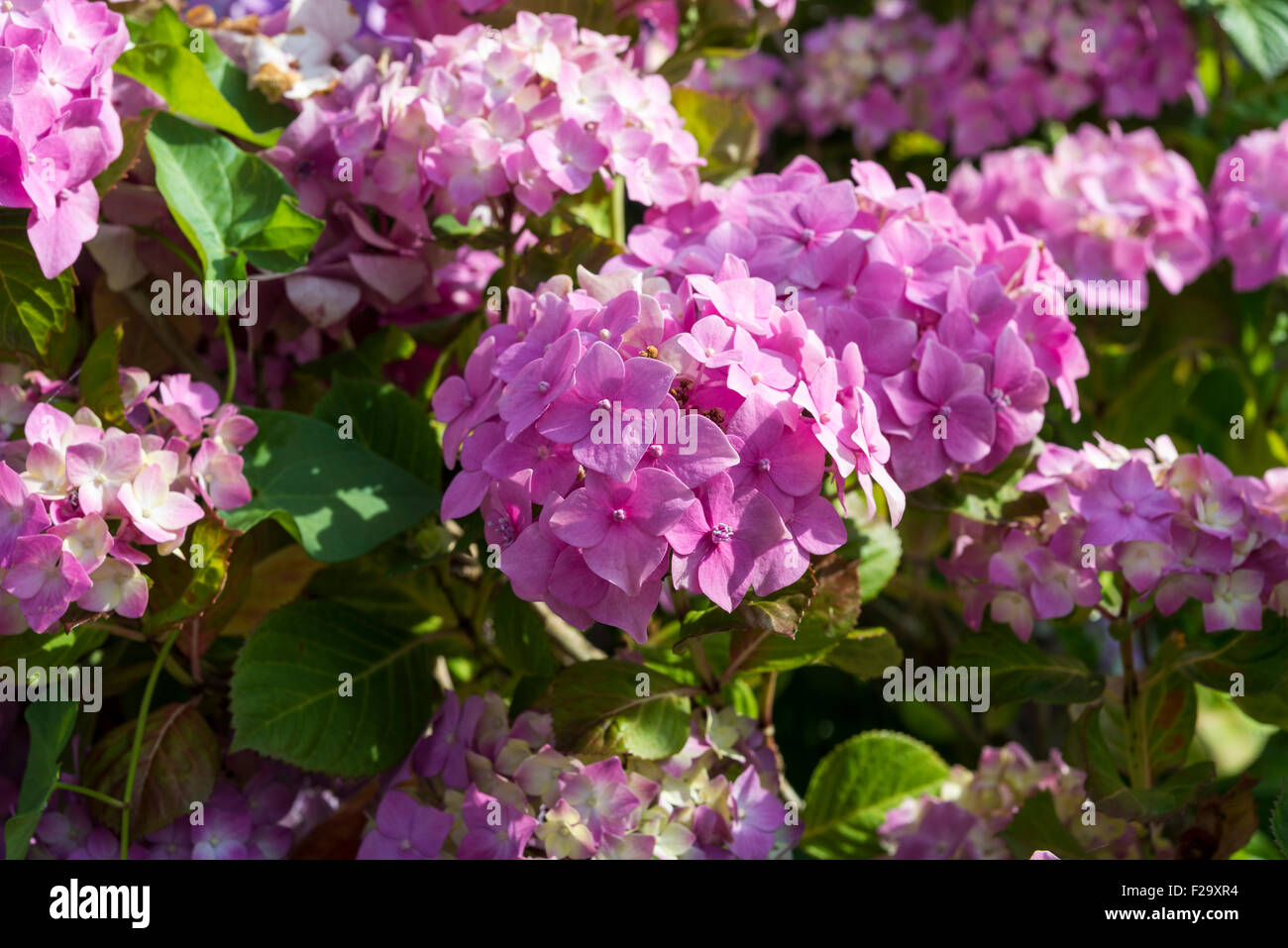 Flowers of Hydrangea, Hydrangea macrophylla. It is native to China and ...