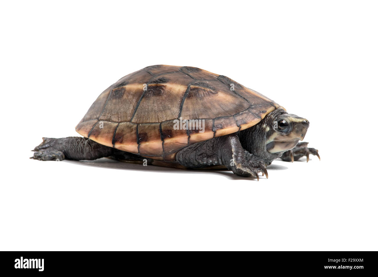 Striped Mud Turtle (Kinosternon Baurii Stock Photo - Alamy