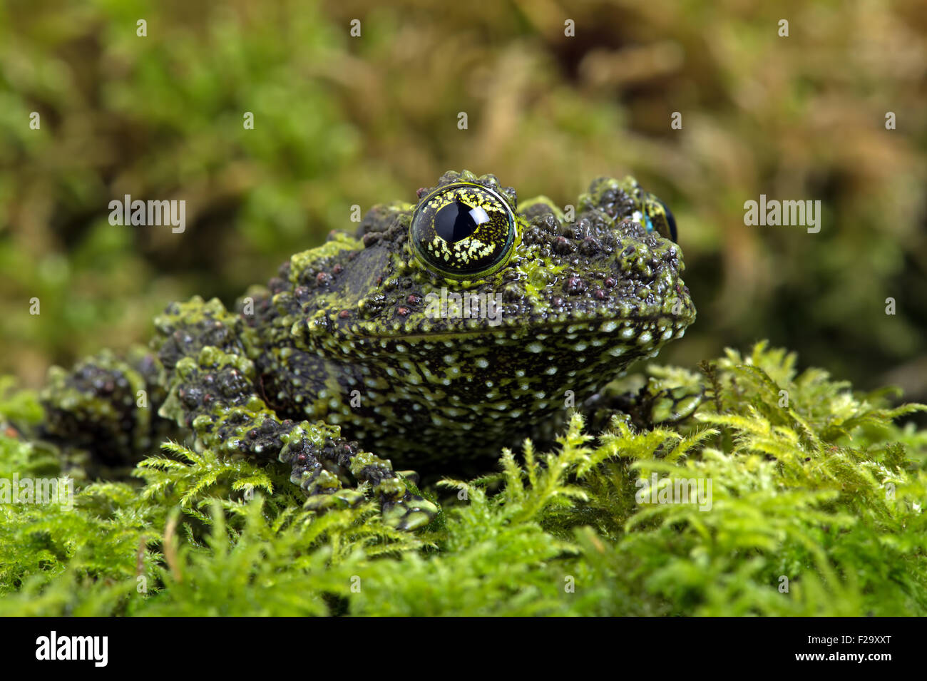 Vietnamese Mossy Frog Habitat