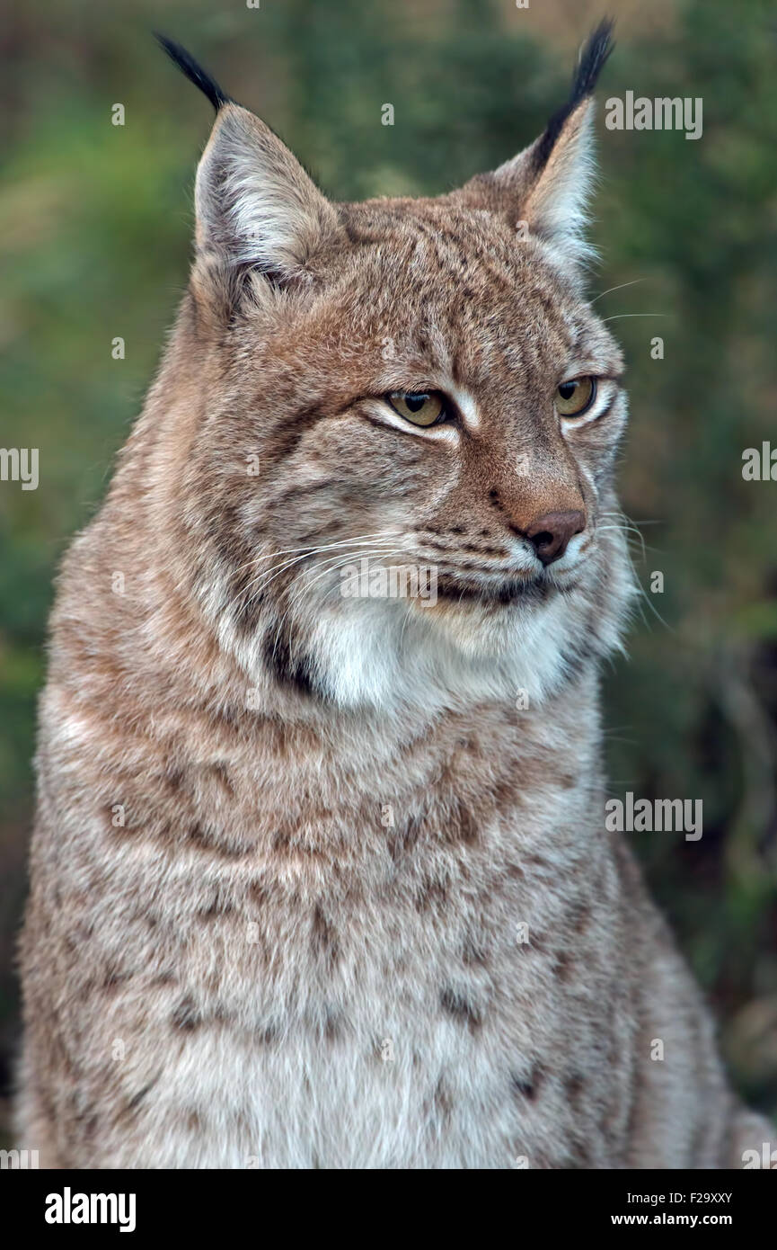 Lynx growl hi-res stock photography and images - Alamy
