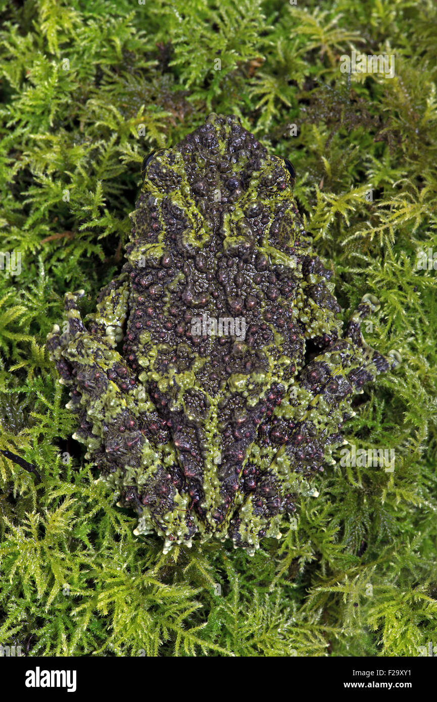 Vietnamese Mossy Frog (Theloderma Corticale Stock Photo - Alamy