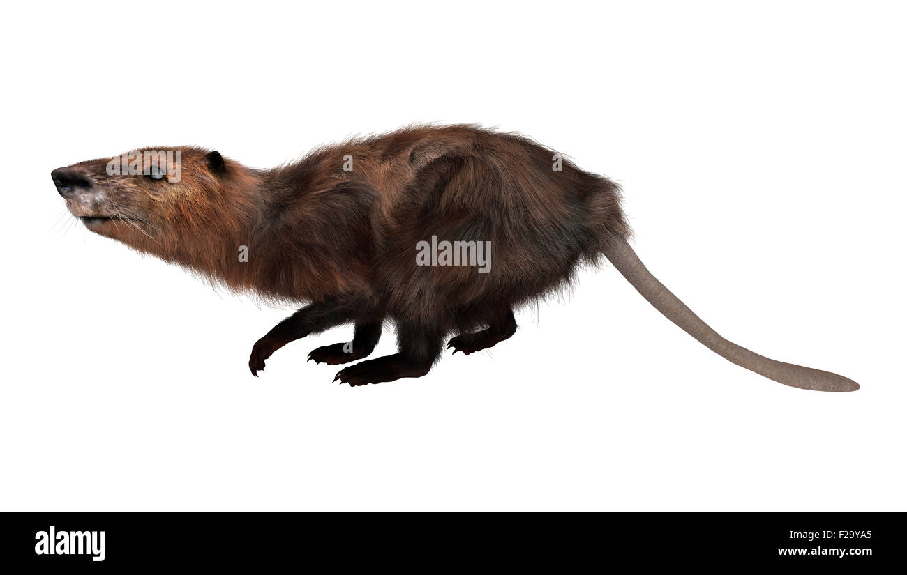 3D digital render of a beaver isolated on white background Stock Photo ...