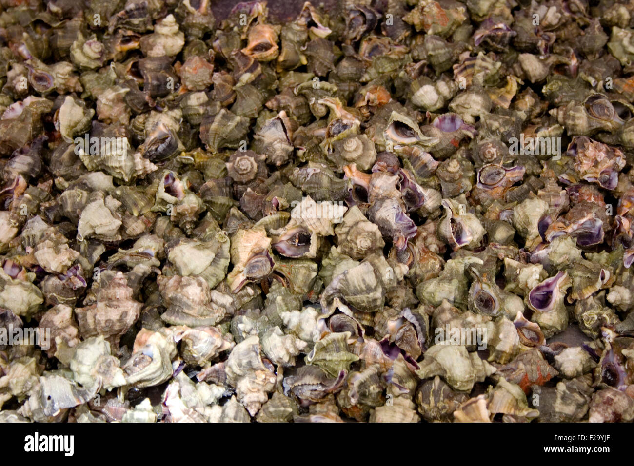 Collection of shells box hi-res stock photography and images - Alamy