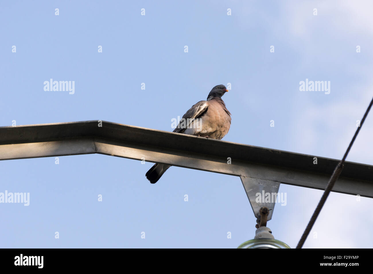 Specimen of Common Wood Pigeon, Columba palumbus, perched on pylon ...