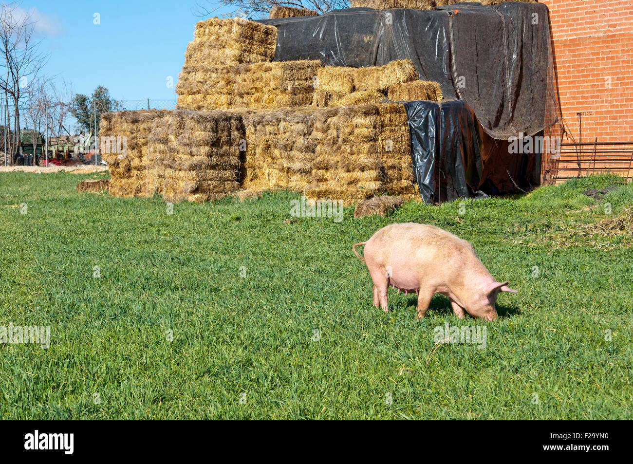 Pig spain farm agriculture hi-res stock photography and images - Alamy