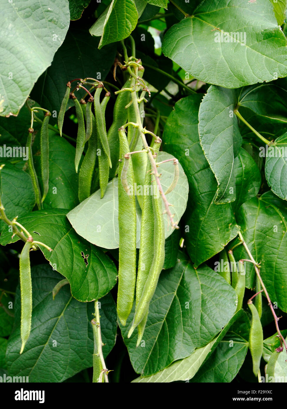 Scarlet runner beans hi-res stock photography and images - Alamy
