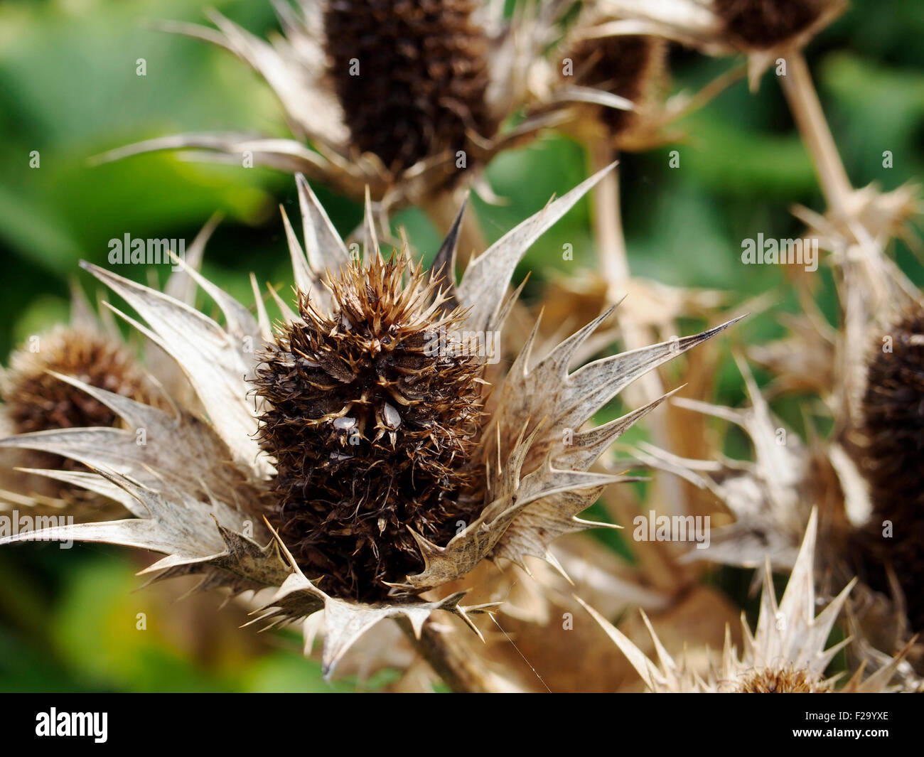 Eryngium varifolium, a cultivated Sea Holly with typical spiky seed ...