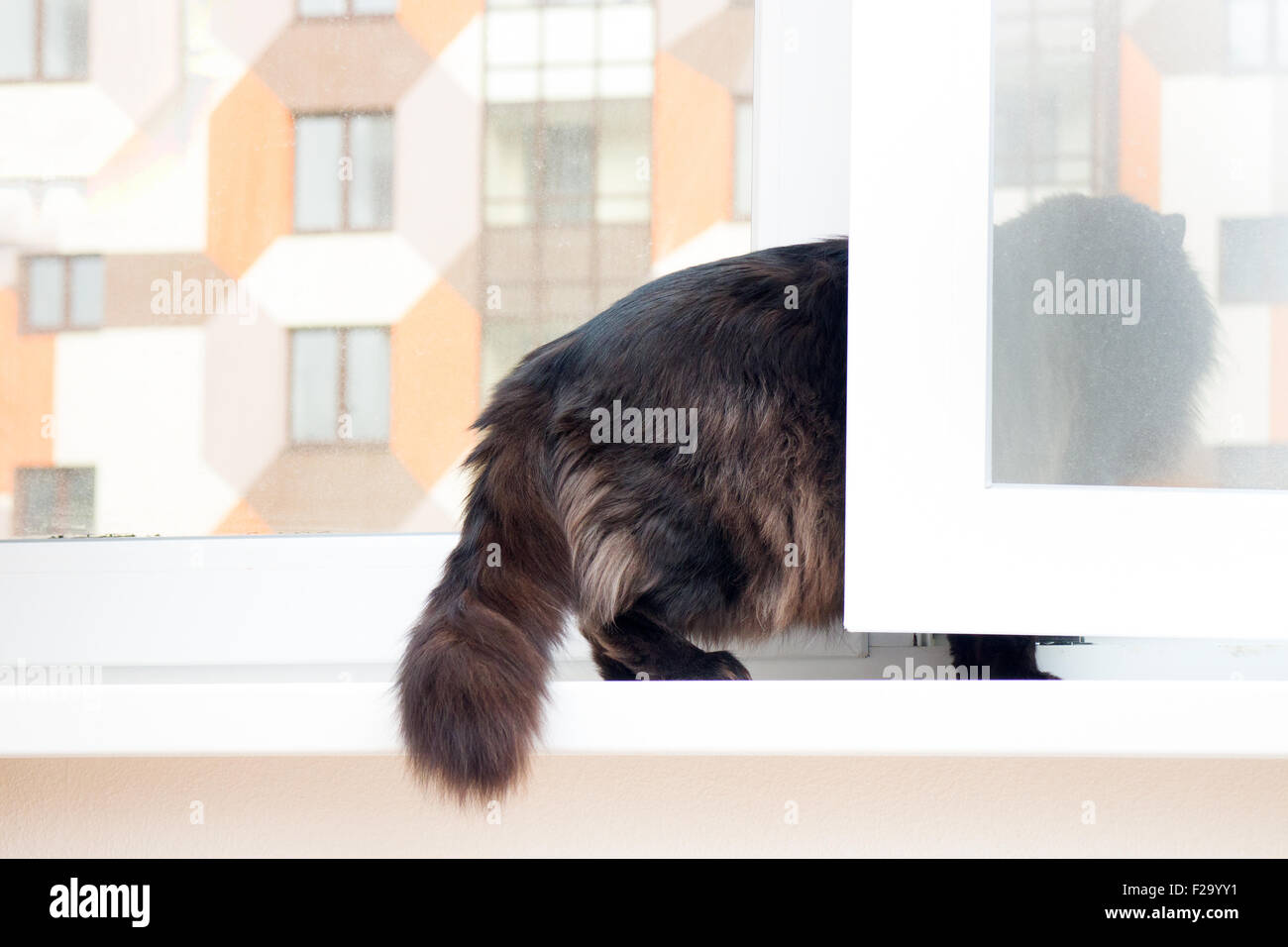 cat in a new house first undeveloped Stock Photo - Alamy