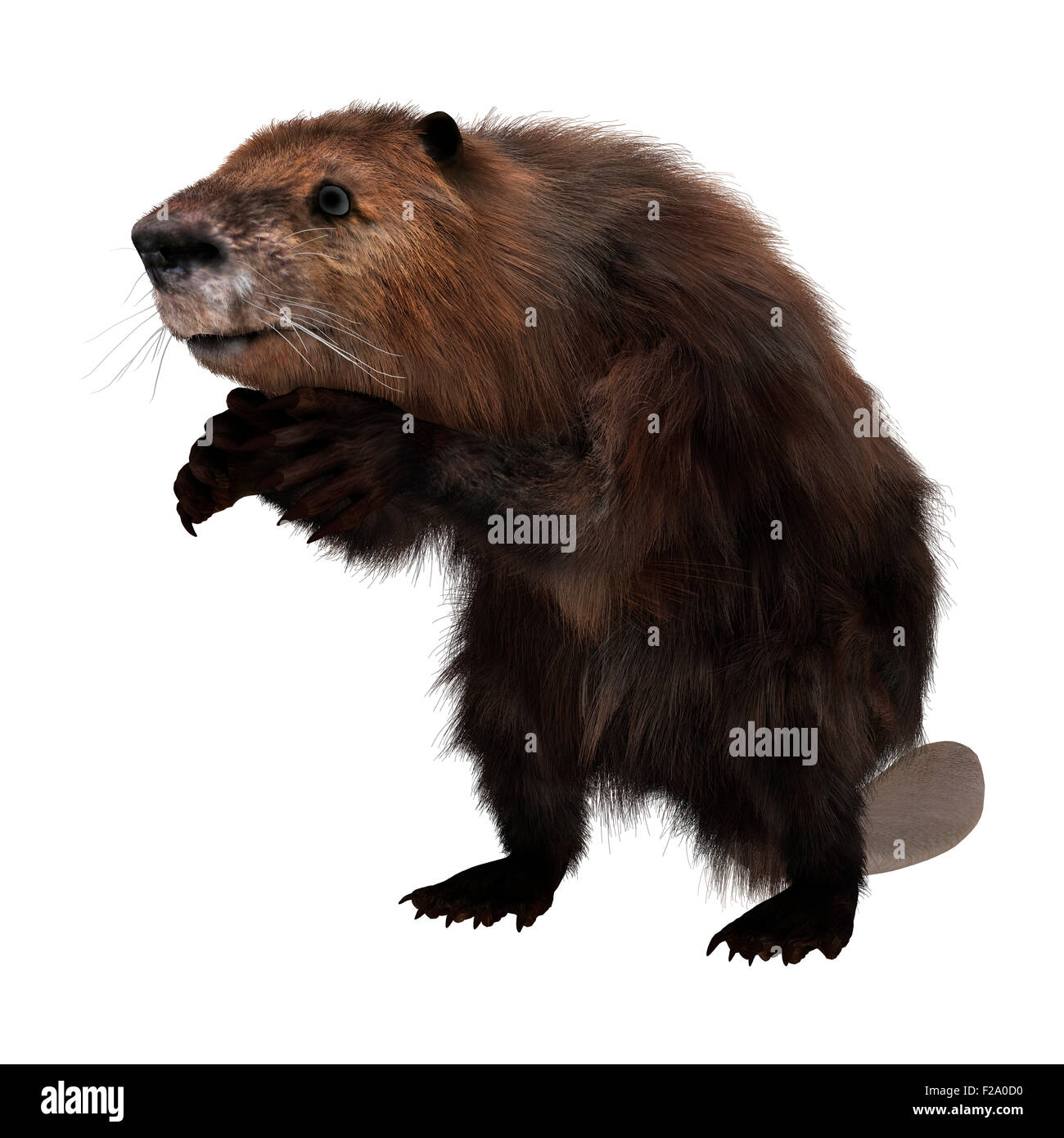 3D digital render of a beaver isolated on white background Stock Photo ...