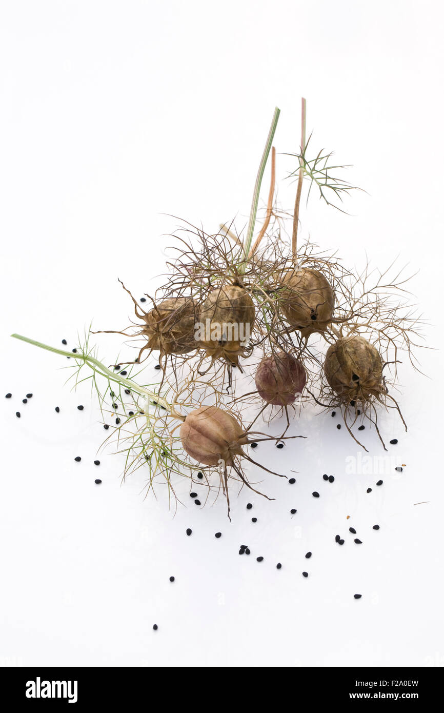 Nigella seed pod hi-res stock photography and images - Alamy