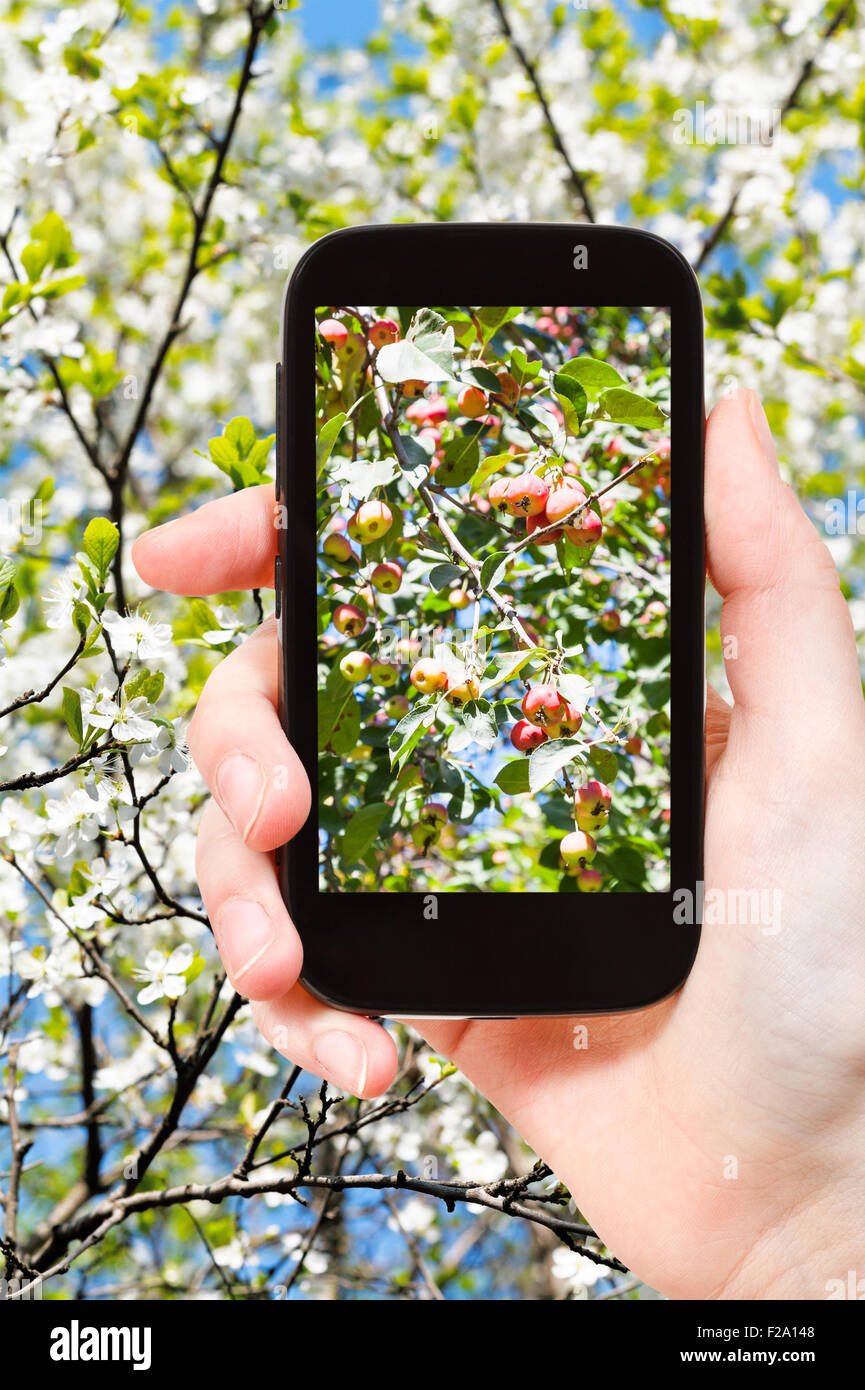 Snapping tree branch hi-res stock photography and images - Alamy