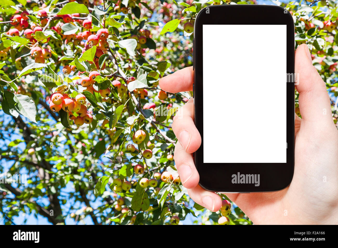 travel concept - hand holds smartphone with cut out screen and ripe ...