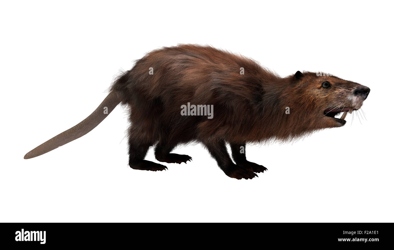 3D digital render of a beaver isolated on white background Stock Photo ...