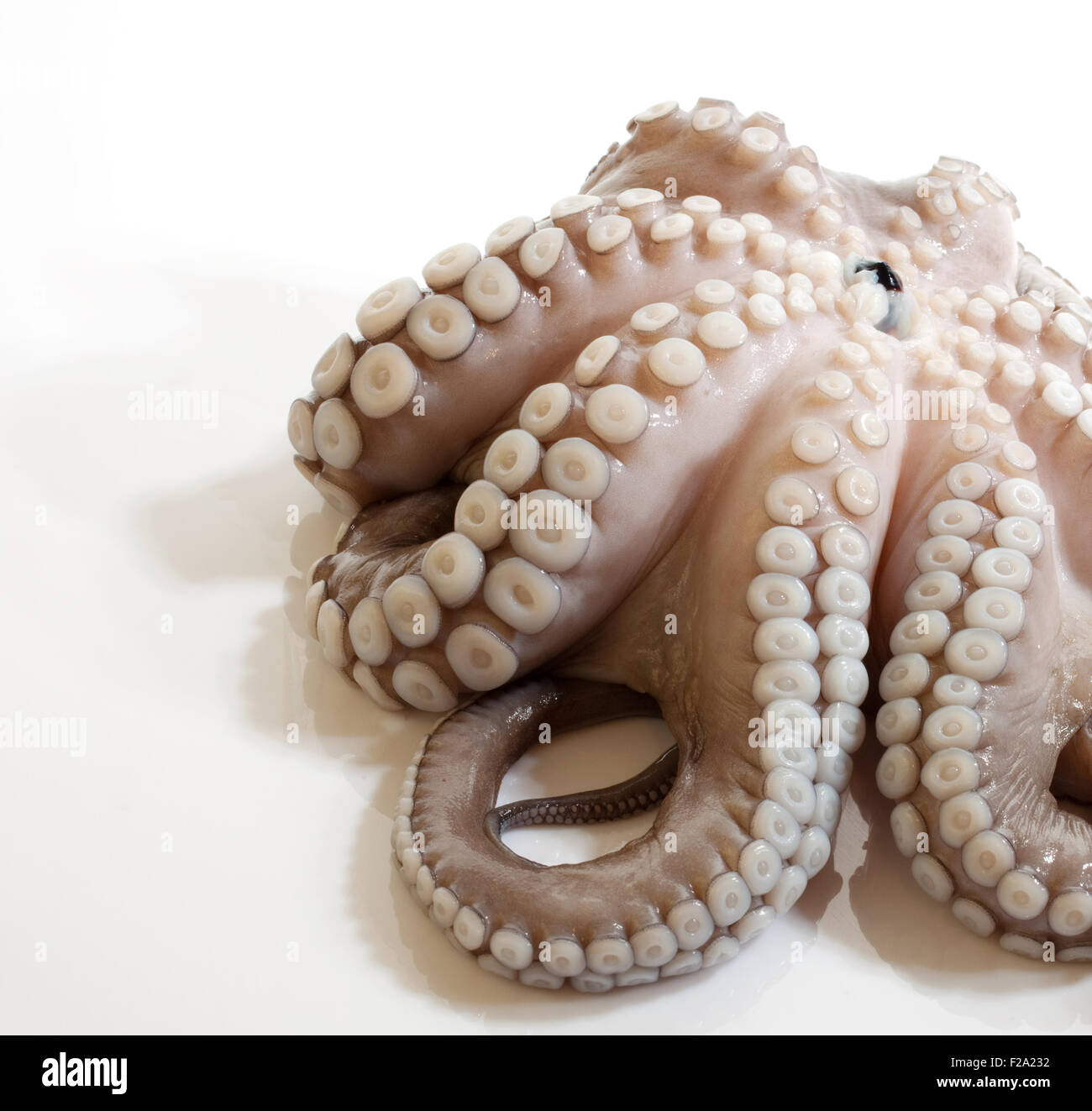 Octopus on a white background Stock Photo - Alamy