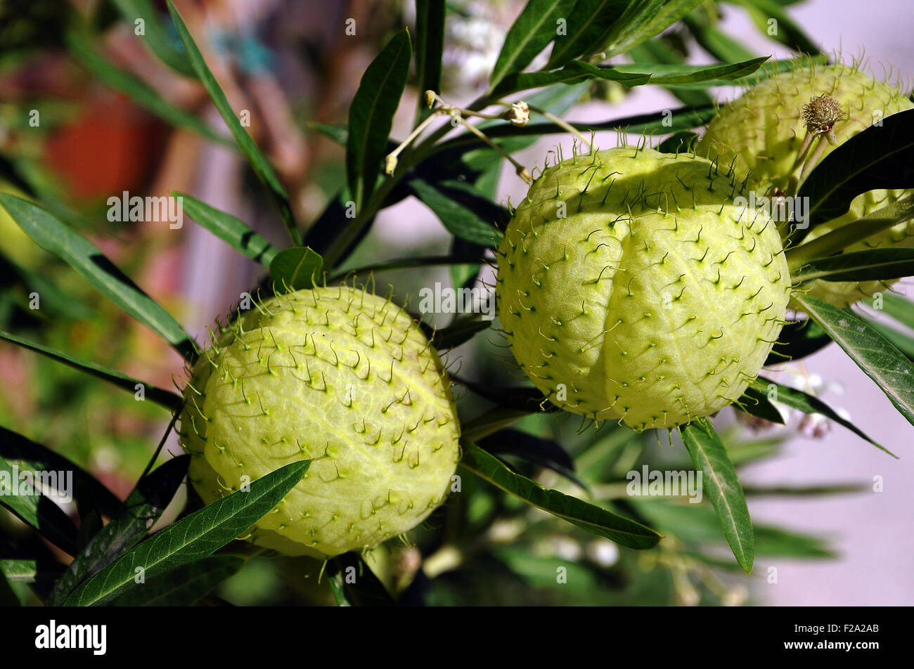 Fruits of the balloonplant (Gomphocarpus physocarpus) or bishop's balls ...