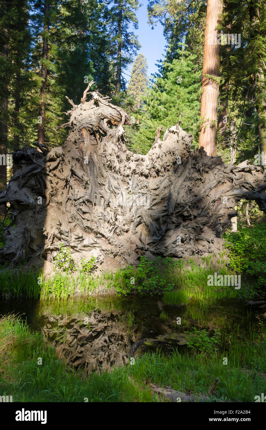 sequoia in Sequoia National Park in California Stock Photo - Alamy