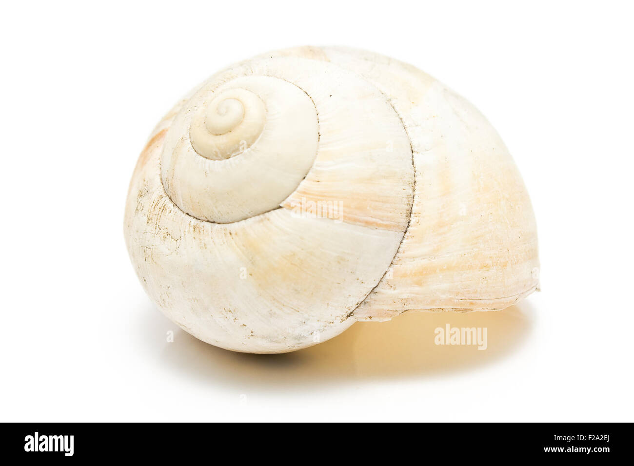 Spiral sea shell isolated on white Stock Photo - Alamy
