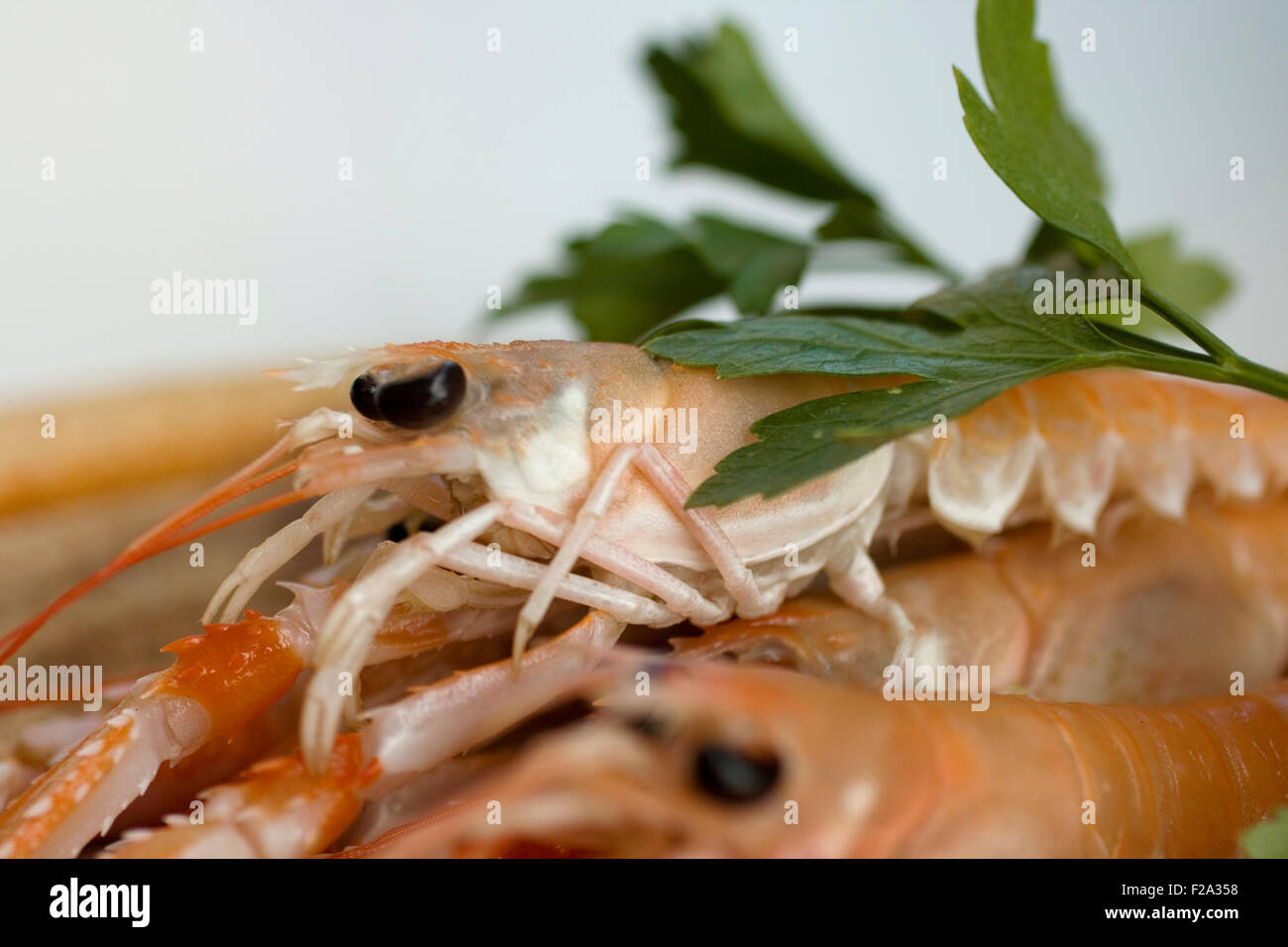 Close up of fresh scampi Stock Photo - Alamy