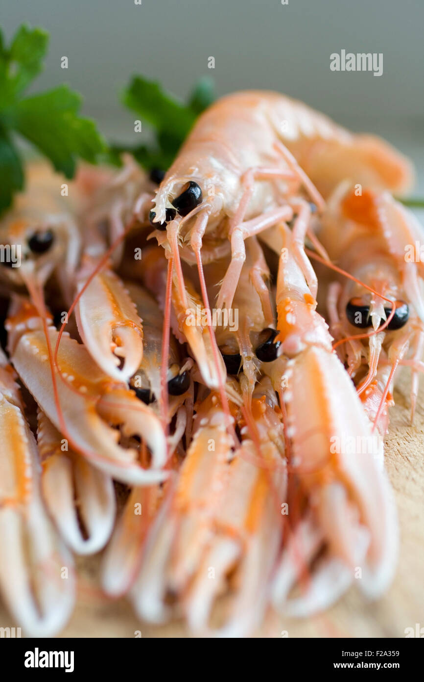 Close up of fresh scampi Stock Photo - Alamy