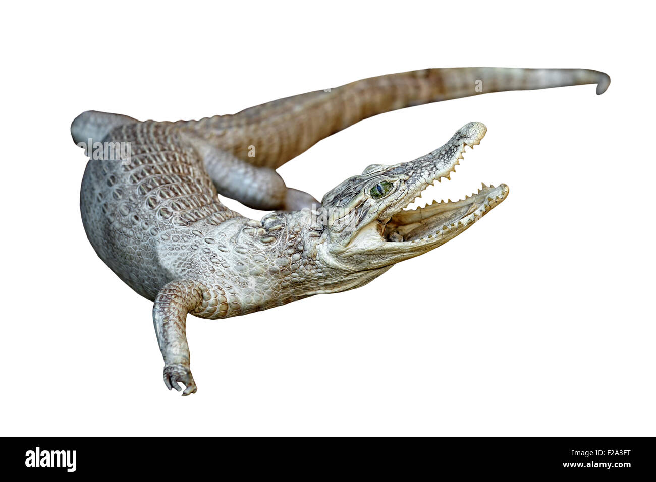 crocodile isolated on white background Stock Photo - Alamy