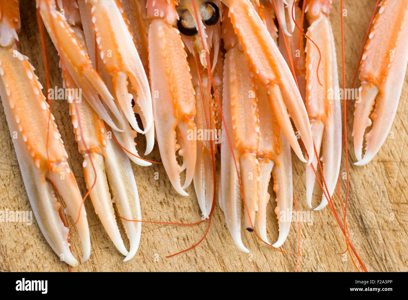 Nephrops hi-res stock photography and images - Alamy