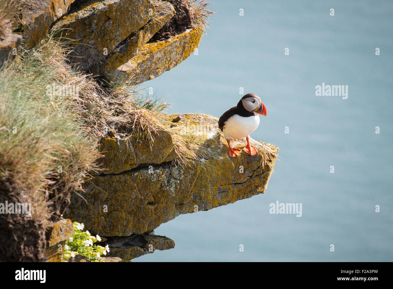Puffin ledge hi-res stock photography and images - Alamy