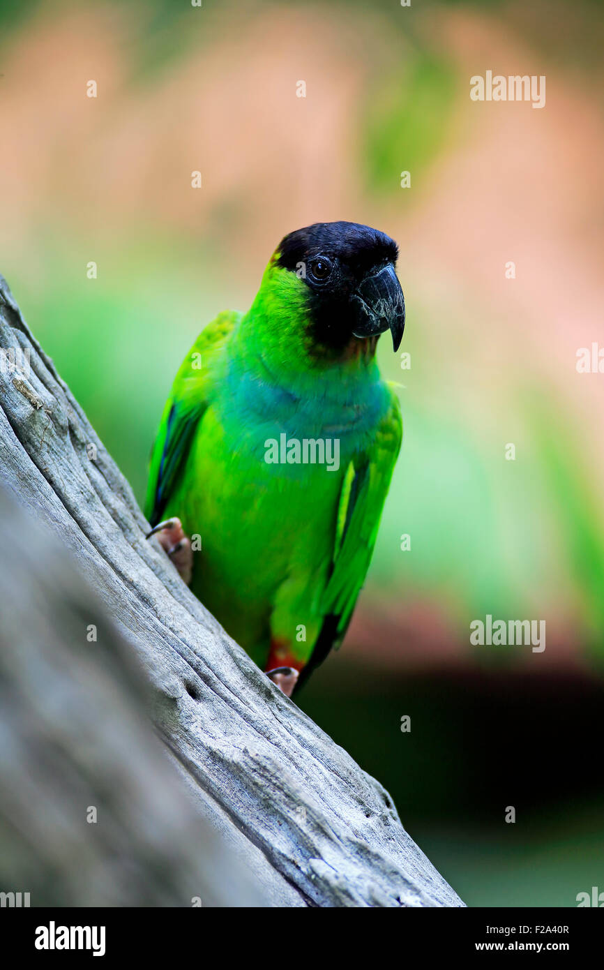Nanday Parakeet (Nandayus nenday), adult in a tree, Pantanal, Mato ...