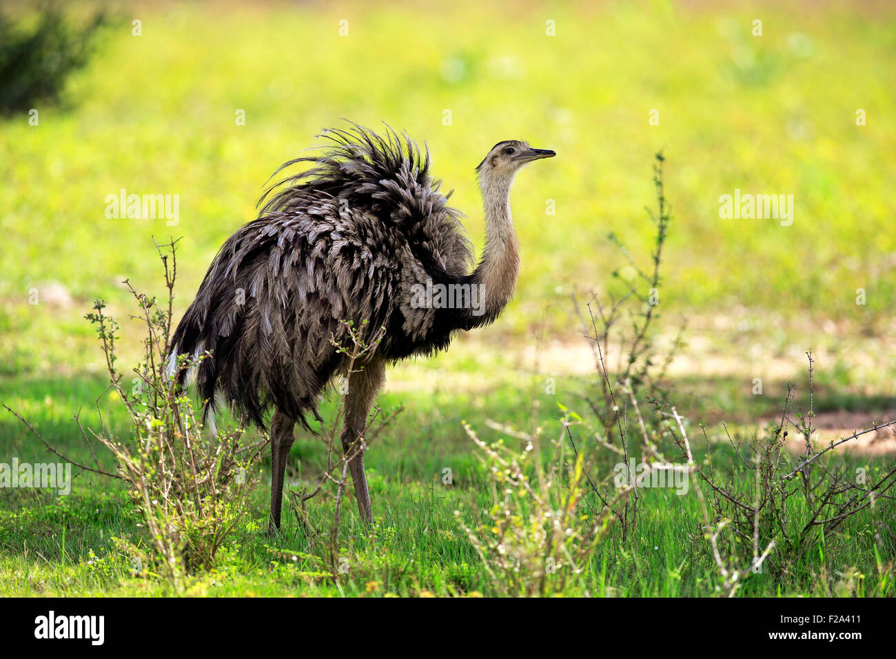 Greater Rhea (Rhea americana) adult, Pantanal, Mato Grosso, Brazil Stock Photo - Alamy