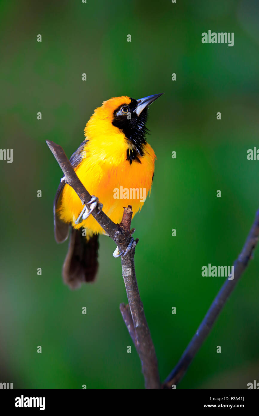 Orange-backed troupial (Icterus croconotus), adult on the lookout ...