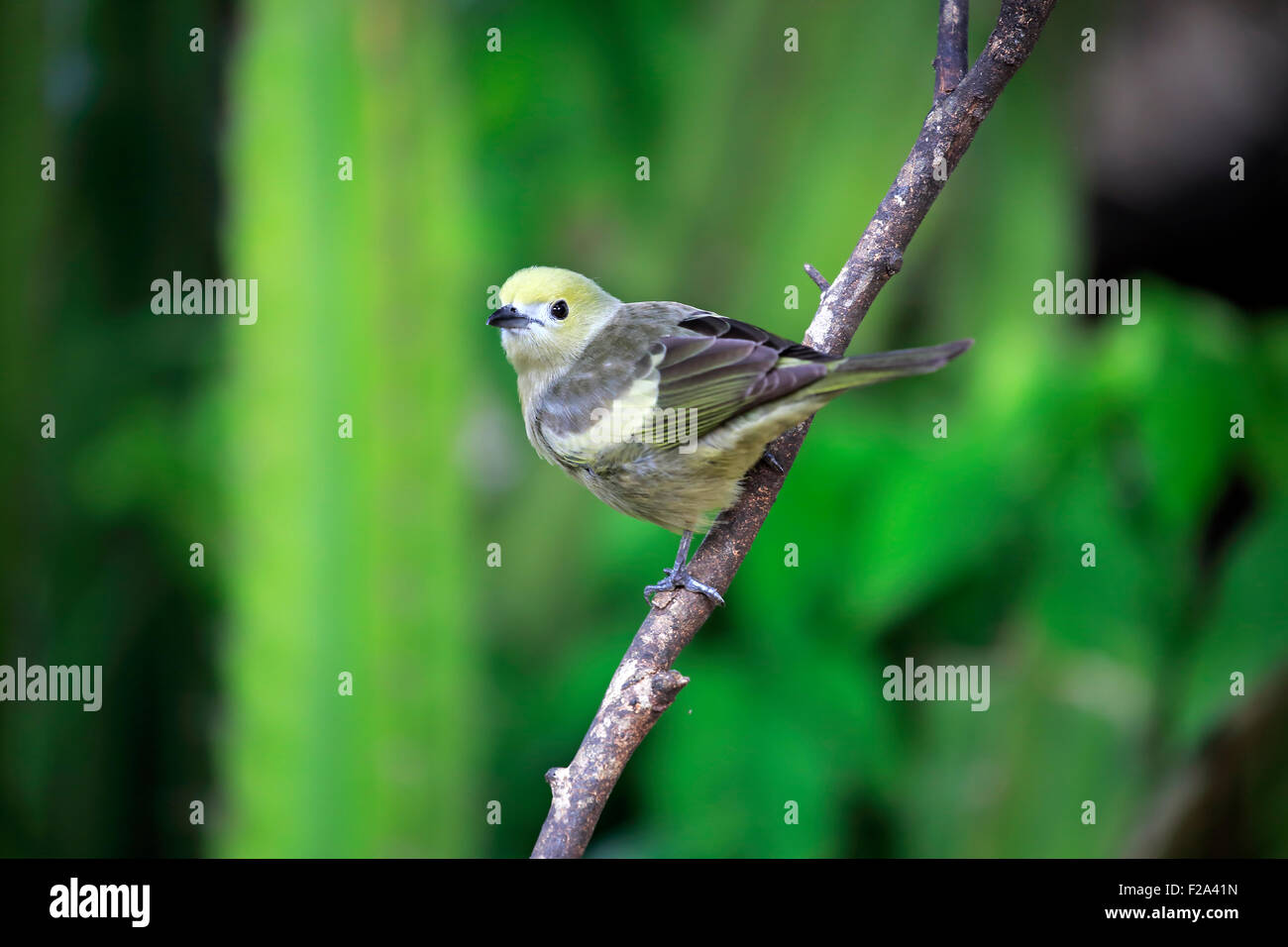 Palm tanager (Thraupis palmarum), adult on the lookout, Pantanal, Mato ...