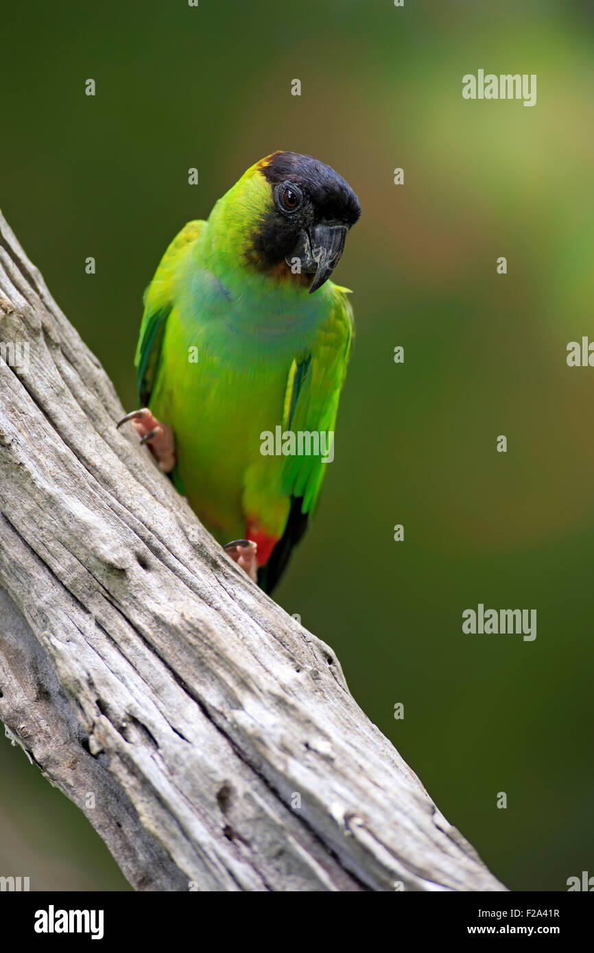 Nanday Parakeet (Nandayus nenday), adult in a tree, Pantanal, Mato ...