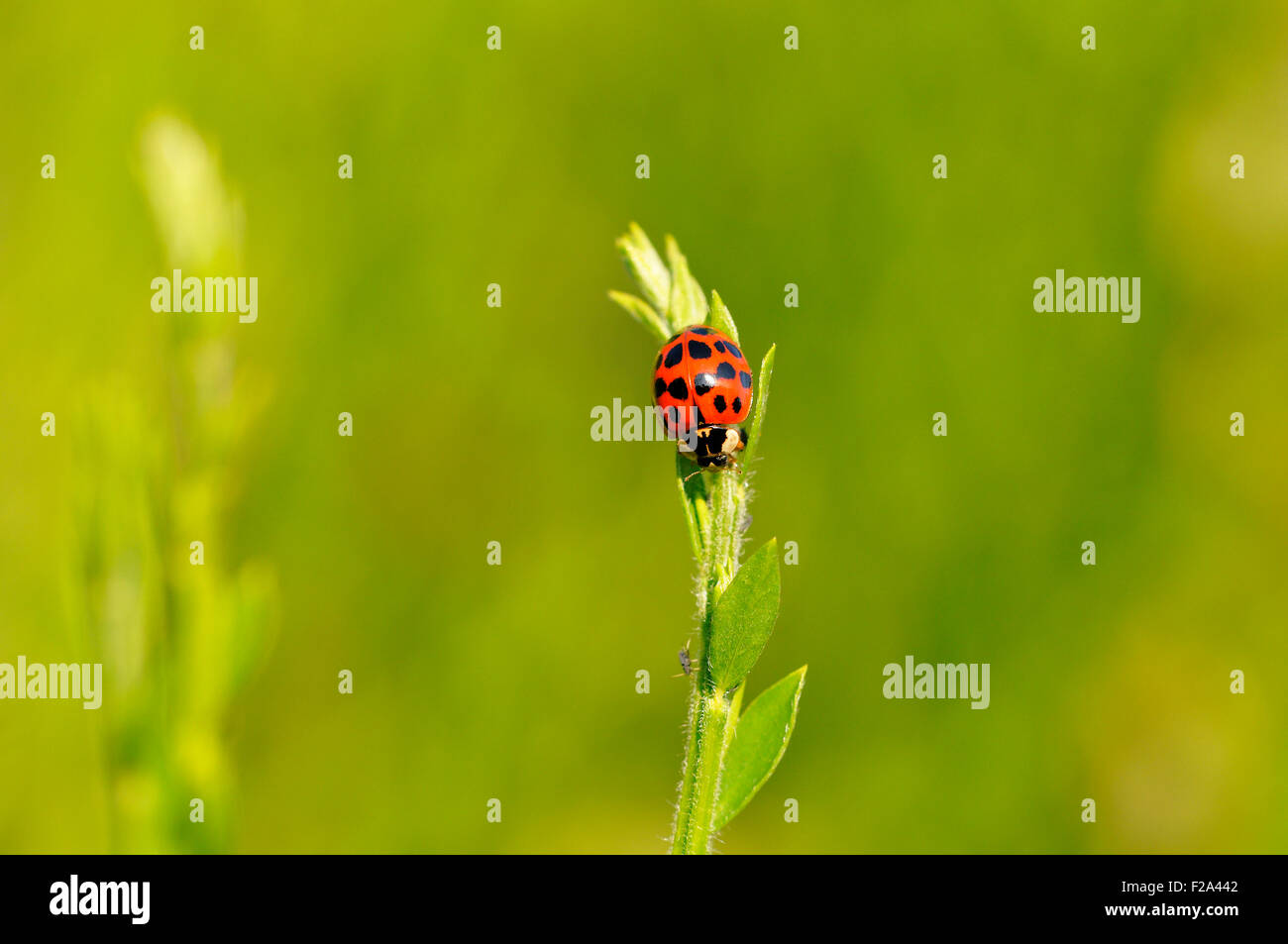 Multicolored asian lady beetle hi-res stock photography and images - Alamy