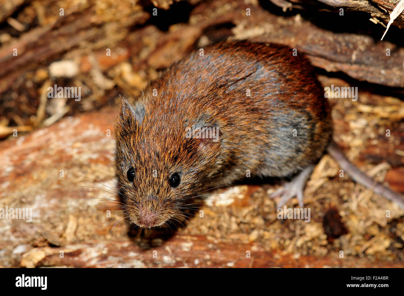 Small furry rodent High Resolution Stock Photography and Images - Alamy